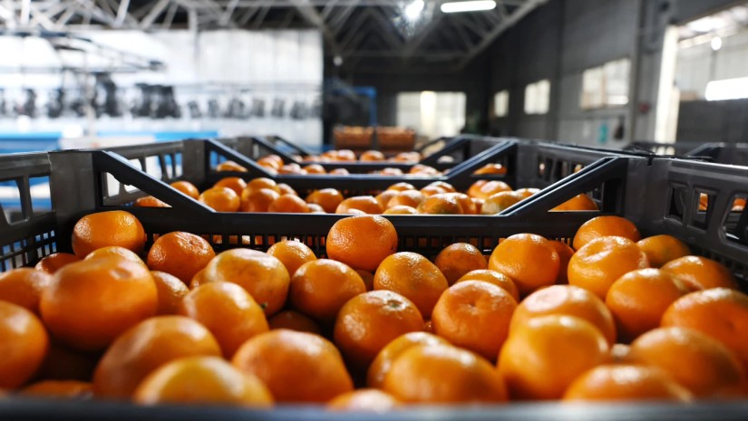 Uzbekistan Simplifies Imports of Georgian Tangerines – Farmers