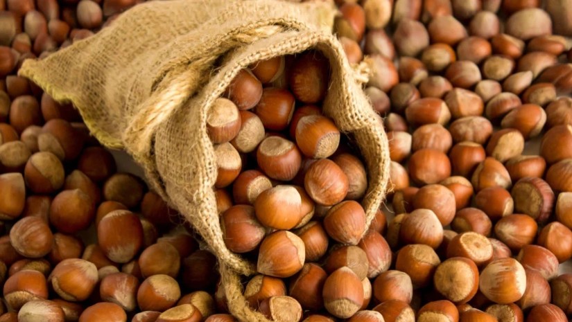 Экспорт фундука из Грузии вырос на 62% до 146 млн долларов