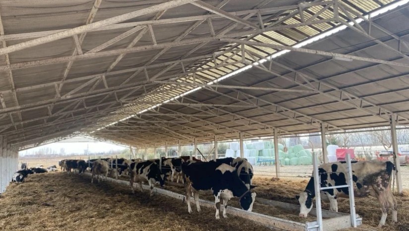 "Rancho Gardabani" Plans to Double Milk Production in 2026